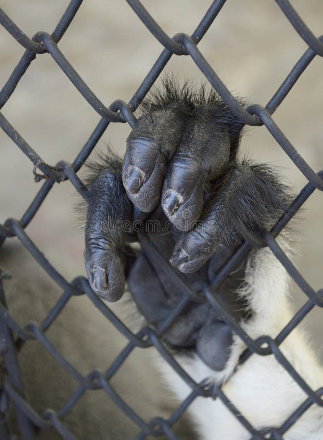 Hand of Monkey in Cage. the Illegal Wildlife Trade Problem Stock Photo ...