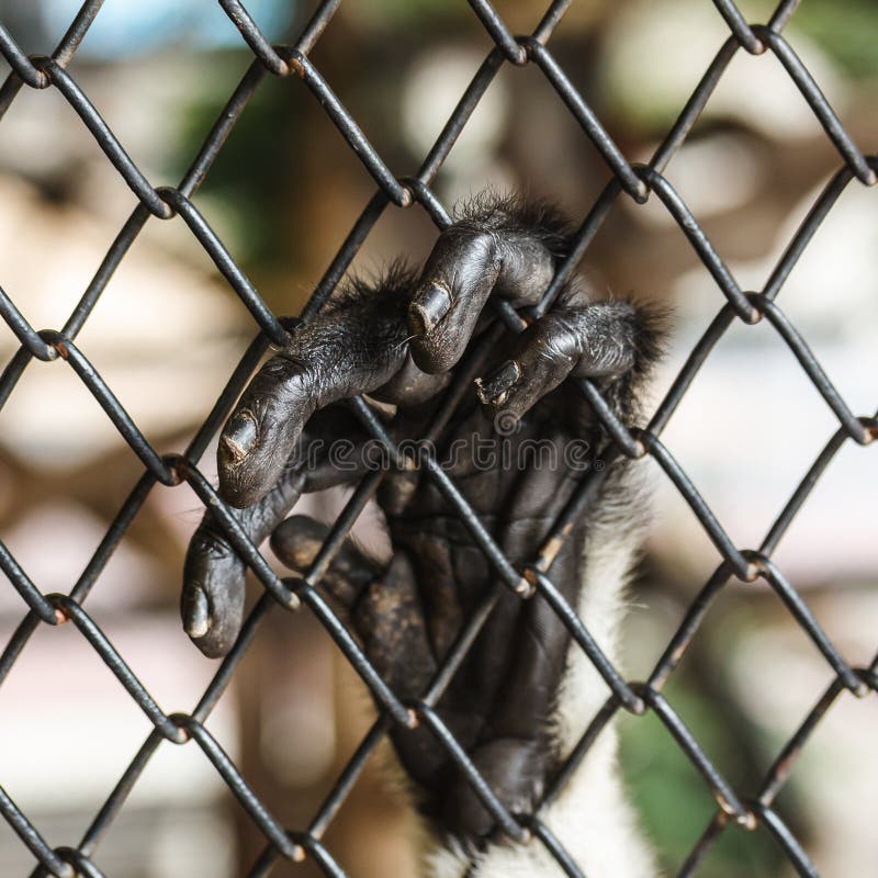 HAND of a MONKEY stock image. Image of animal, escape - 88205699