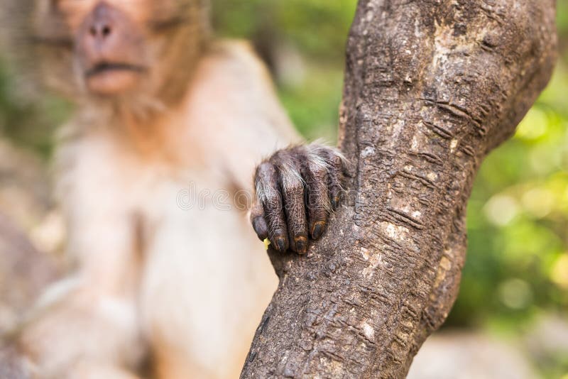 Hand of monkey stock photo. Image of black, animal, creature - 71836338