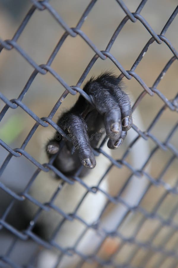 Hand of Monkey Touch the Cage Stock Photo - Image of touch, shanked ...