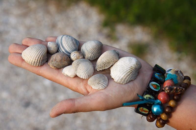 Sea shells in hands stock image. Image of communication - 18034177