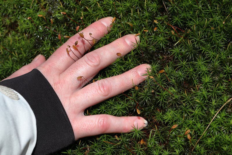Hand in Moss. Green Moss Bryopsida Sensu Stock Image - Image of growth ...