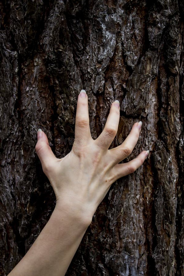 The Hand Move on the Tree. Can Be Used in the Scary Design in Horror ...