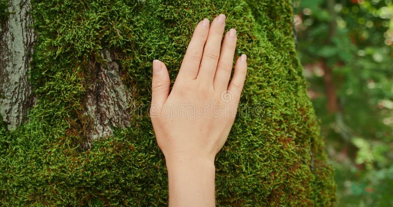 Hand Moves Gently on Moss-covered Bark of a Tall Forest Tree during a ...