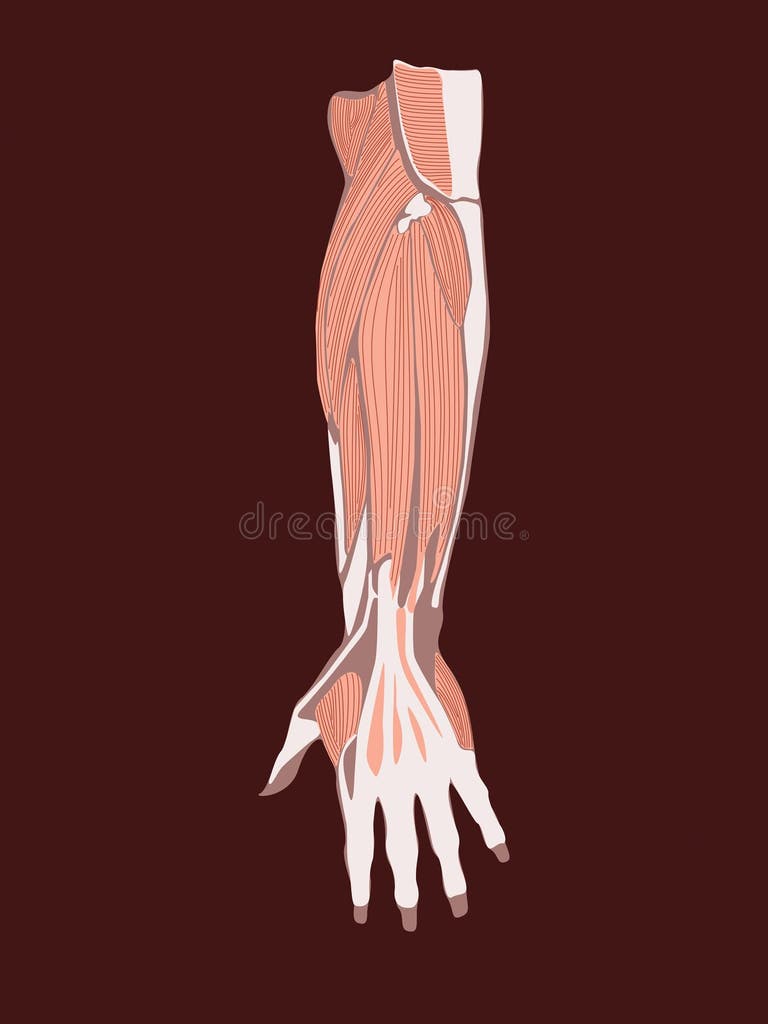Anatomy Muscles Hand Wrist Stock Illustrations – 98 Anatomy Muscles ...