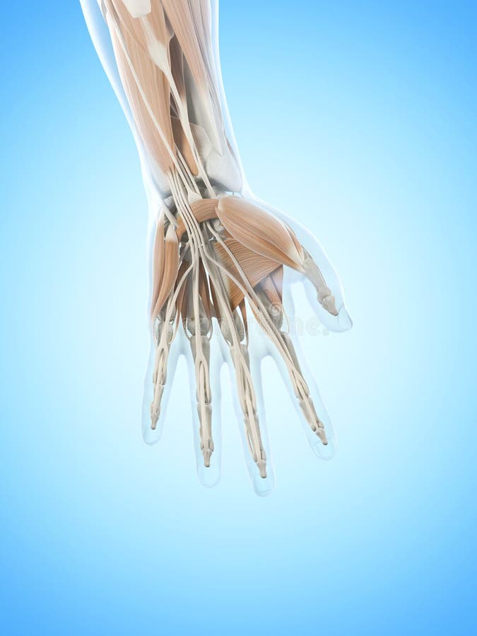 The hand muscles stock illustration. Illustration of anatomical - 56287083