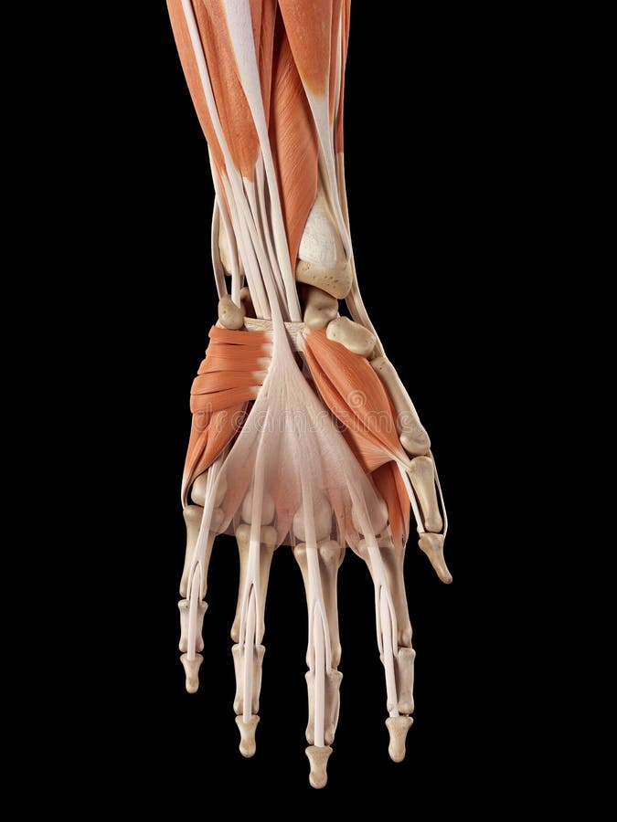 The hand muscles stock illustration. Illustration of biology - 56287074