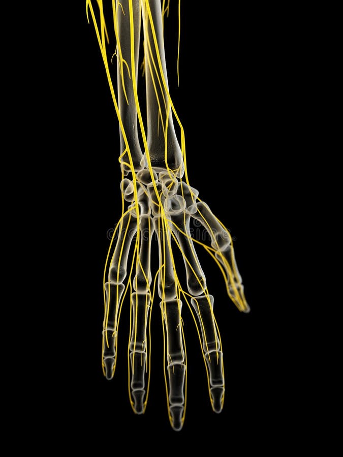 Hand Nerves Stock Illustrations – 384 Hand Nerves Stock Illustrations ...