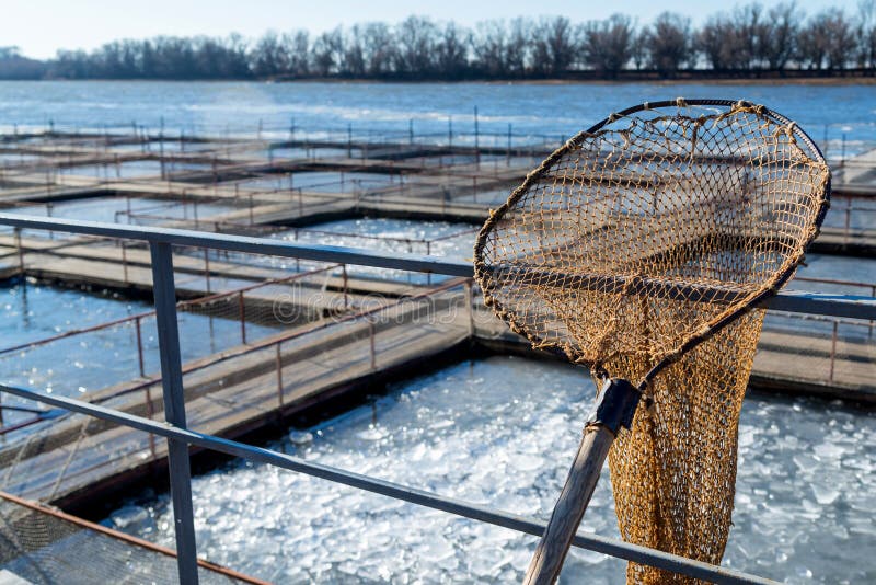 A Hand Net for Scooping Fish in Fish Farm Stock Image - Image of ...