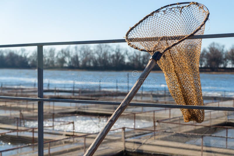 A Hand Net for Scooping Fish in Fish Farm Stock Image - Image of tool ...