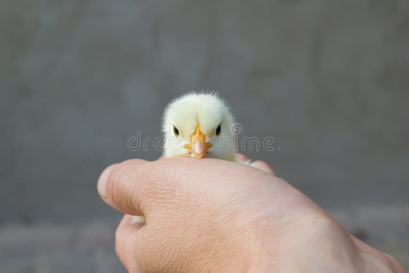 Hand newborn chick stock photo. Image of holding, small - 91541770