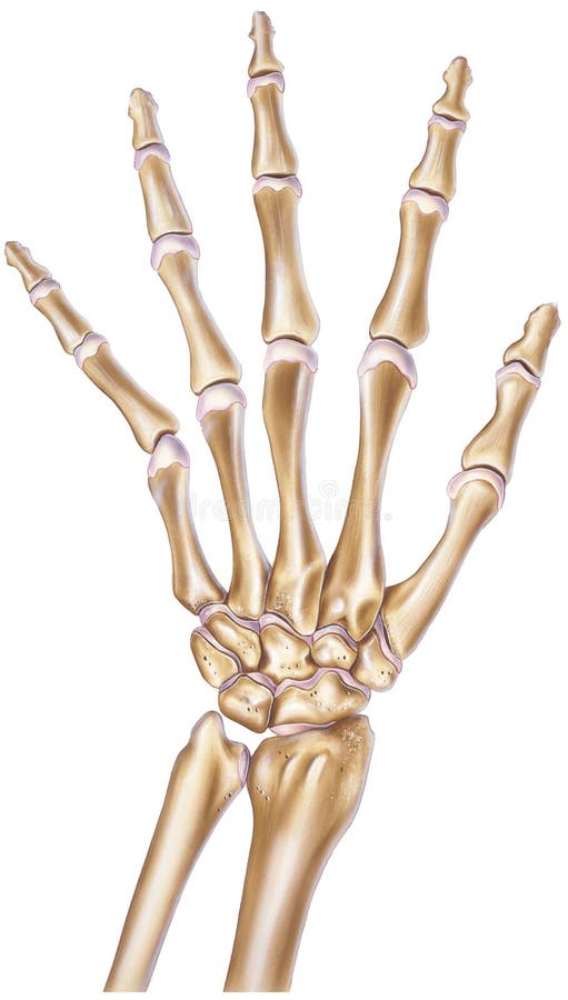 Hand - Normale Tonende Beenderen En Verbindingen Stock Illustratie ...