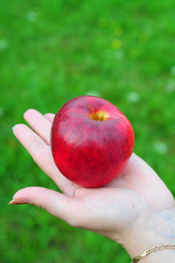 Hand offering an apple stock photo. Image of female, hand - 15478440