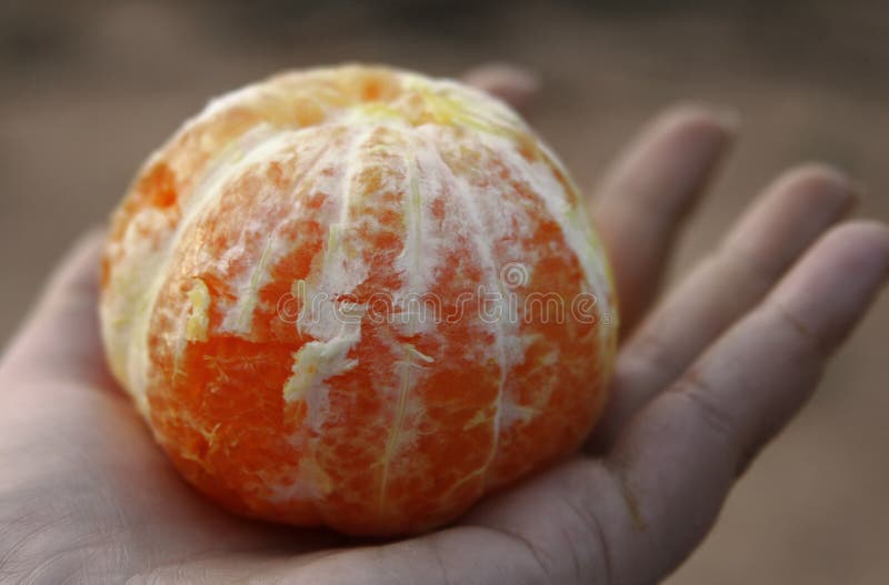 Hand offering mandarin stock photo. Image of food, count - 720618