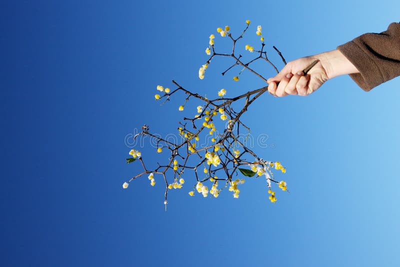 Hand offering mistletoe stock image. Image of decoration - 17308413