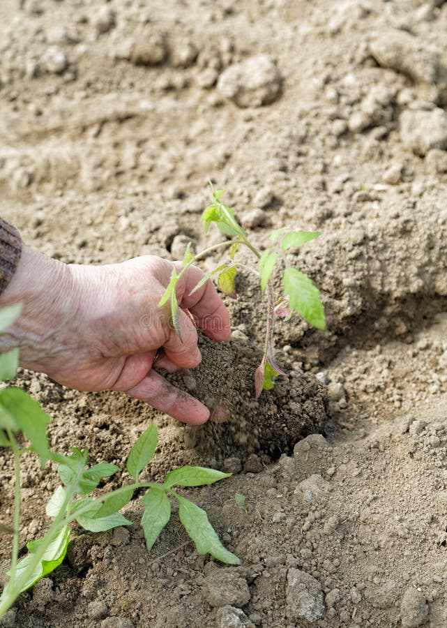The Hand of an Old Woman Planting Seedlings Stock Photo - Image of ...