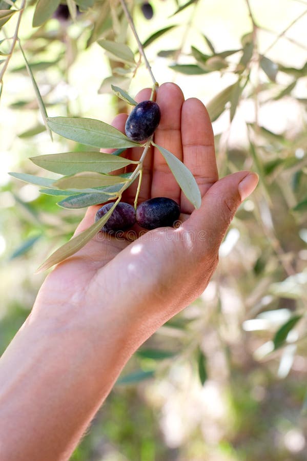 Hand with Olive branch stock image. Image of olive, ingredient - 16689755