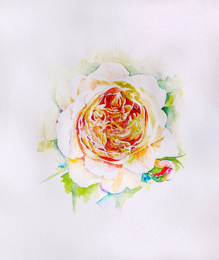 Hand Paint Water-colour of Rose Flower in Spring Time Stock Photo ...