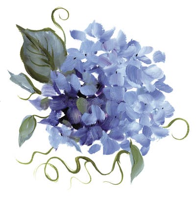 Hand-painted Hydrangea stock illustration. Illustration of artist ...