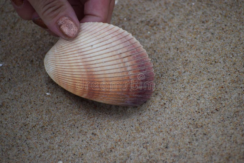 Giant Heartfish Stock Photos - Free & Royalty-Free Stock Photos from ...