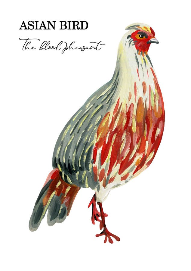 Hand-painted Red Pheasant on a White Background Stock Illustration ...