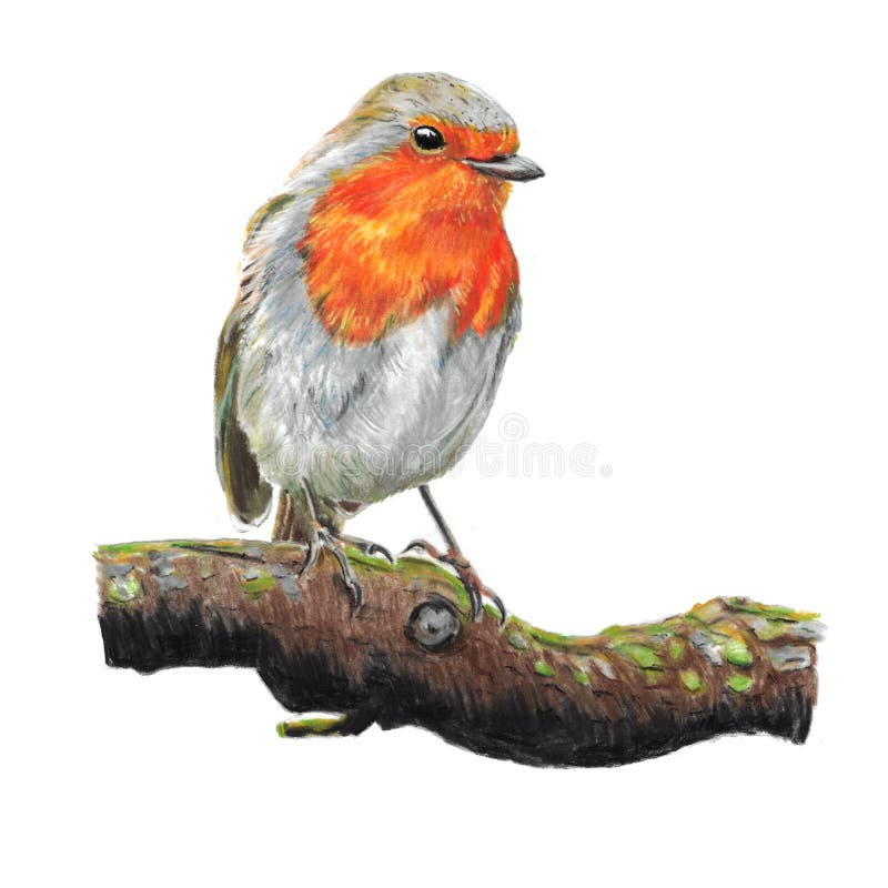 Hand Painted Robin Bird on White Stock Illustration - Illustration of ...