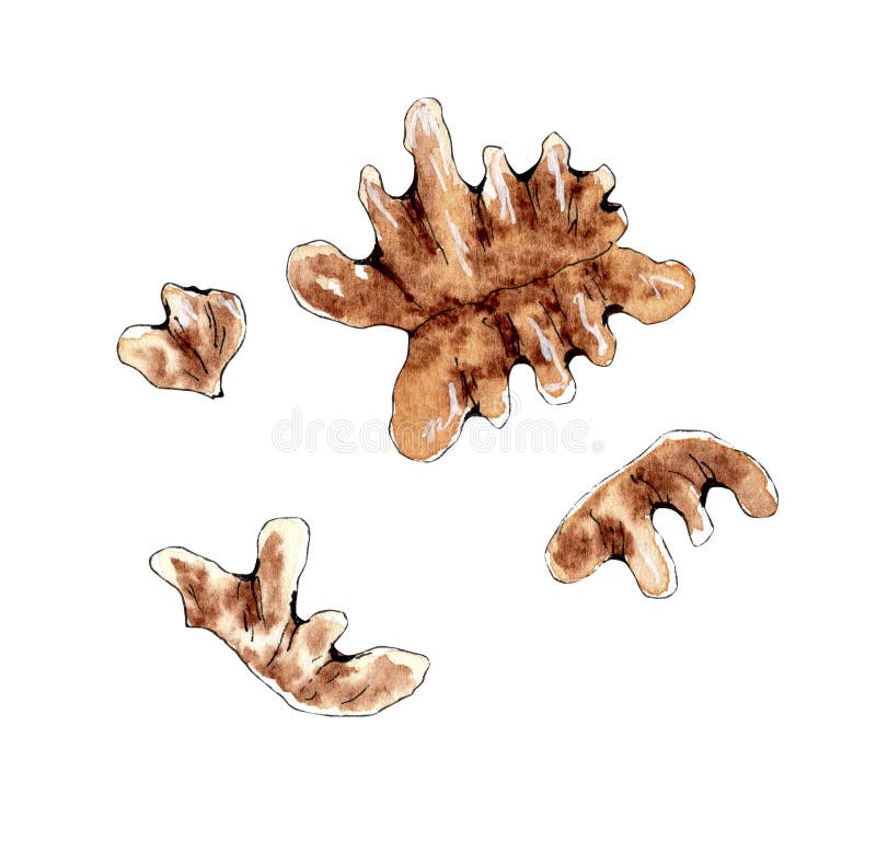 Hand Painted Watercolor Walnuts Illustration Stock Illustration ...