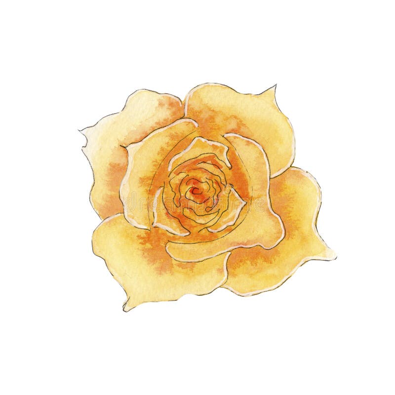 Hand Painted Watercolor Yellow Rose. Stock Photo - Image of nature ...