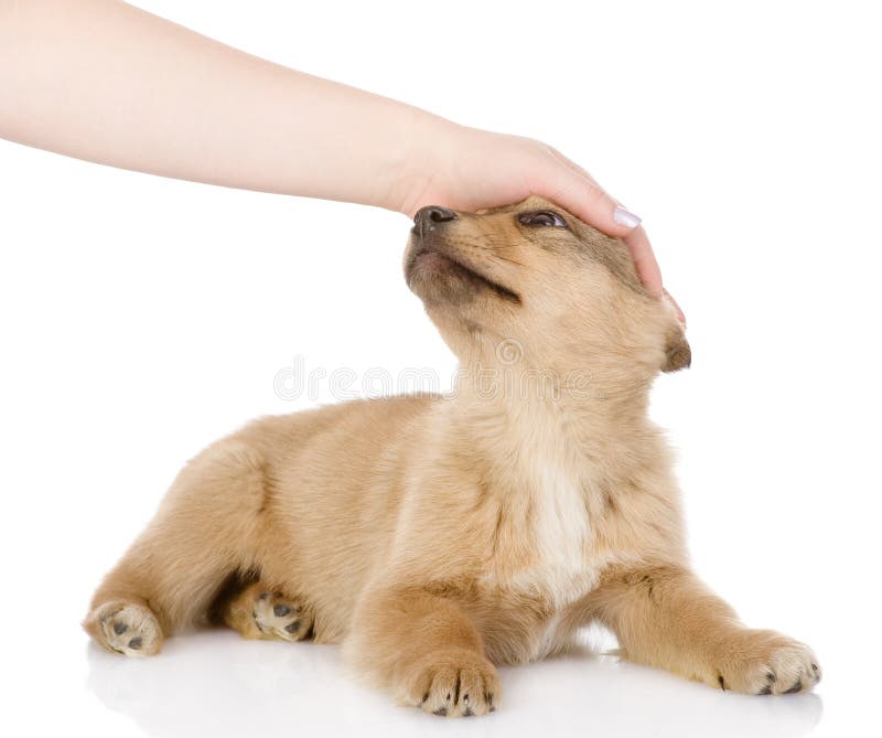Birthday dog stock photo. Image of question, humor, celebrate - 2969166