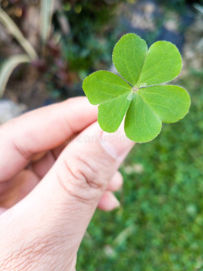 Hand People Giving Leaf Clover Stock Photos - Free & Royalty-Free Stock ...