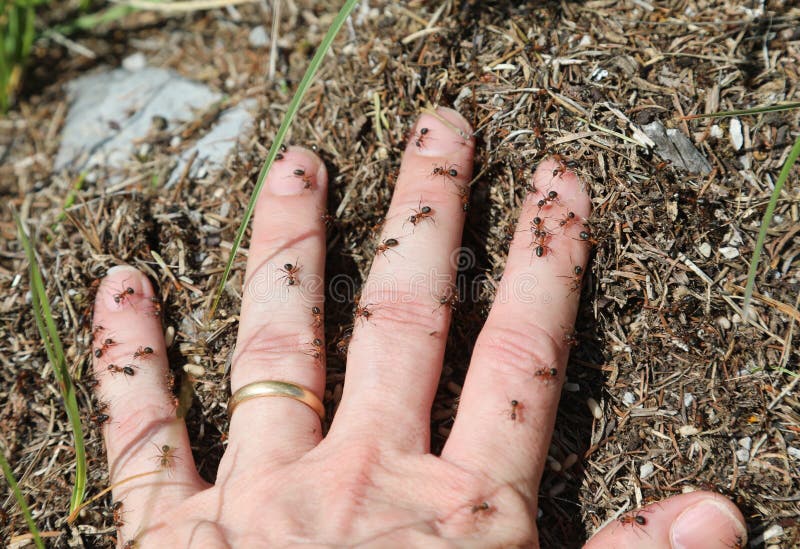 Hand of Person Over the Anthill with a Lot of Ants Biting Stock Image ...