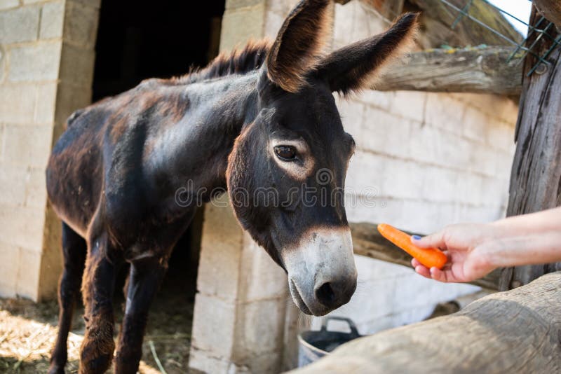 Hand of a Person Feeding a Donkey with a Carrot Outdoors Stock Image ...