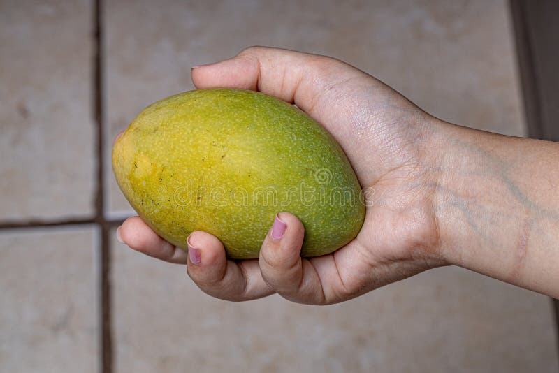Hand holding a mango fruit stock photo. Image of hand - 238163184