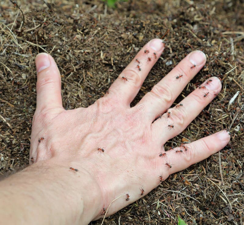 Hand of Person Over the Anthill with a Lot of Ants Biting Stock Image ...