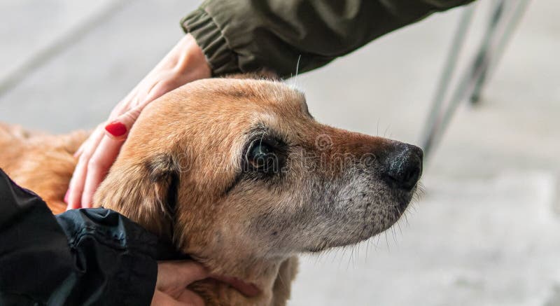 Hand petting a brown dog stock photo. Image of furry - 261892268