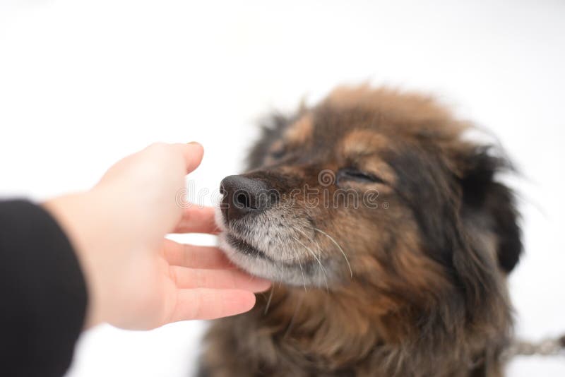 Hand Petting a Brown Dog Outdoors. Friendly Cute Puppy Stock Photo ...