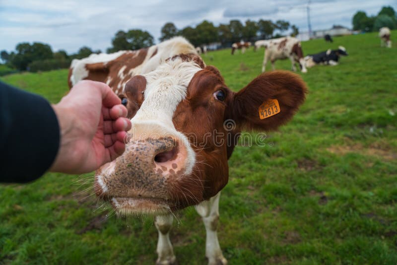 Hand Petting a Cow Grazing in the Pasture Stock Image - Image of meadow ...