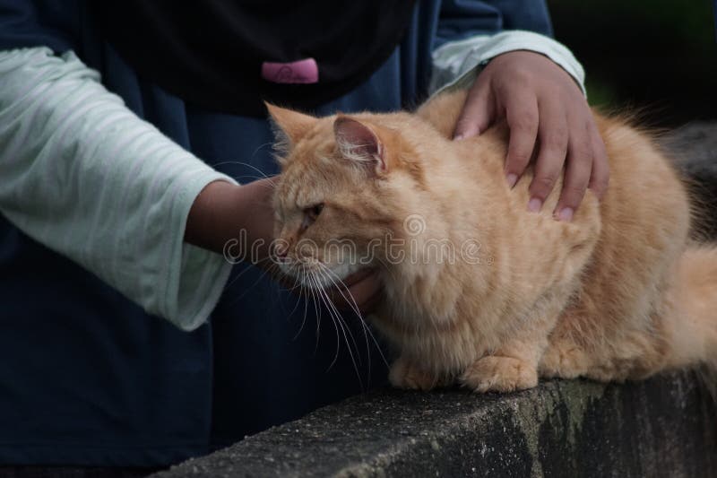 Hand Petting Cute Ginger Cat Stock Photo - Image of skin, emotion ...