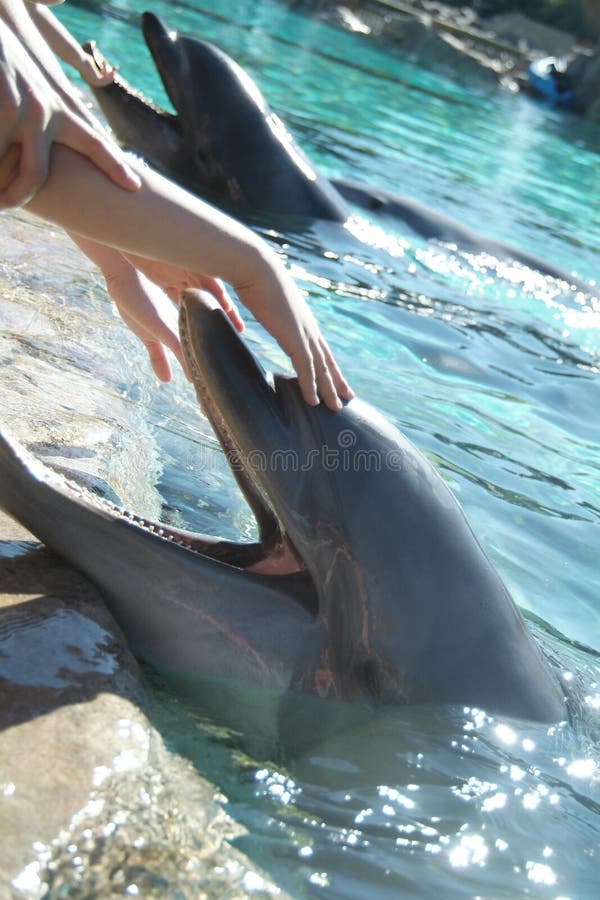 PETTING a DOLPHIN stock image. Image of underwater, sign - 14627421