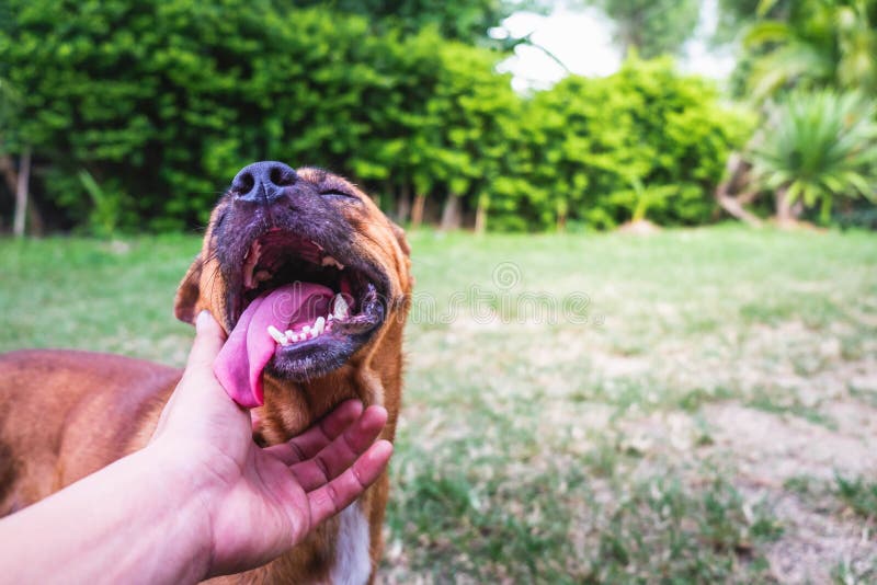 The Hand that is Petting His Dog. Stock Photo - Image of adorable ...