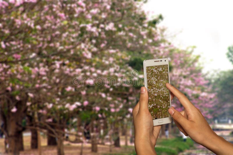 Hand of Photographer with Smart Phone Shooting Image. Stock Image ...