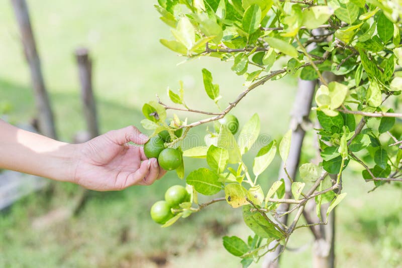 Hand Farmer Pick Lemon from Lemon Tree Stock Photo - Image of harvest ...