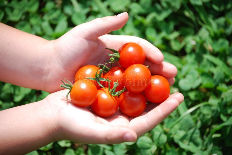 Hand picked stock image. Image of veggies, hands, produce - 20769265