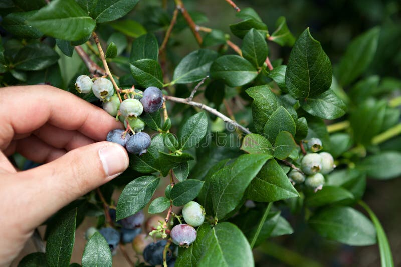 Hand Picked Blueberries stock image. Image of fresh, diet - 48917377