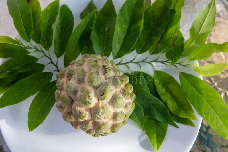 Hand picked Cherimoya stock image. Image of hand, agriculture - 274527183