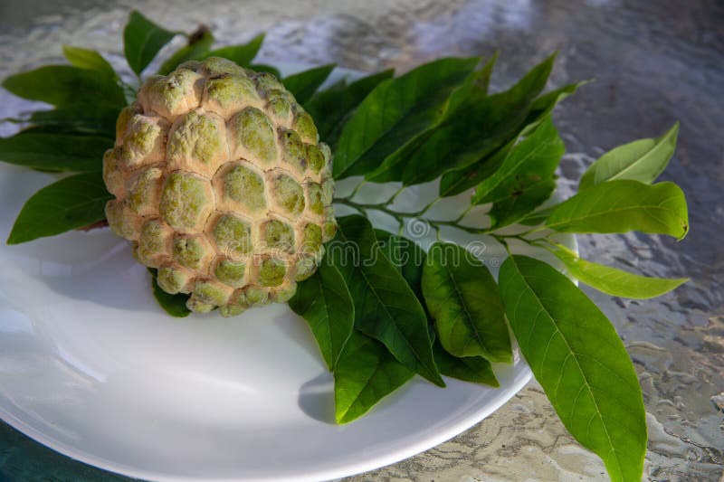 Hand picked Cherimoya stock image. Image of food, fresh - 274527185