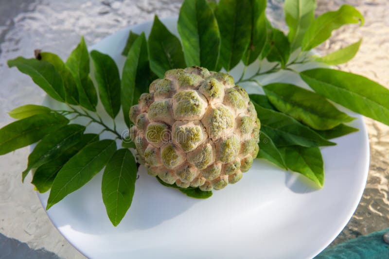 Hand picked Cherimoya stock image. Image of malaysian - 274527187
