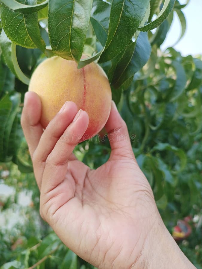 Hand picked peach stock image. Image of produce, peach - 261200137