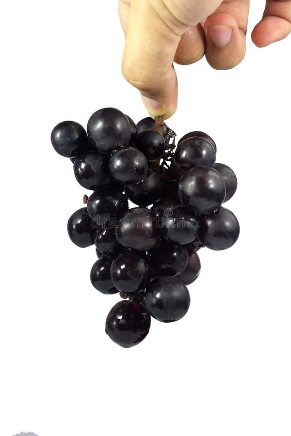Hand picked red grapes stock image. Image of grapevine - 32917185