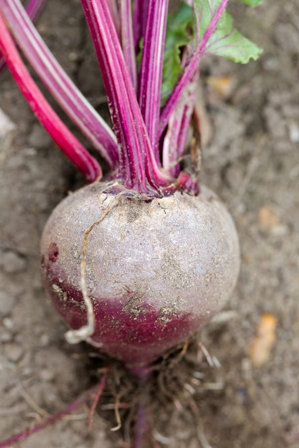 Hand Picked Single Fresh Organic Beetroot Stock Photo - Image of hand ...